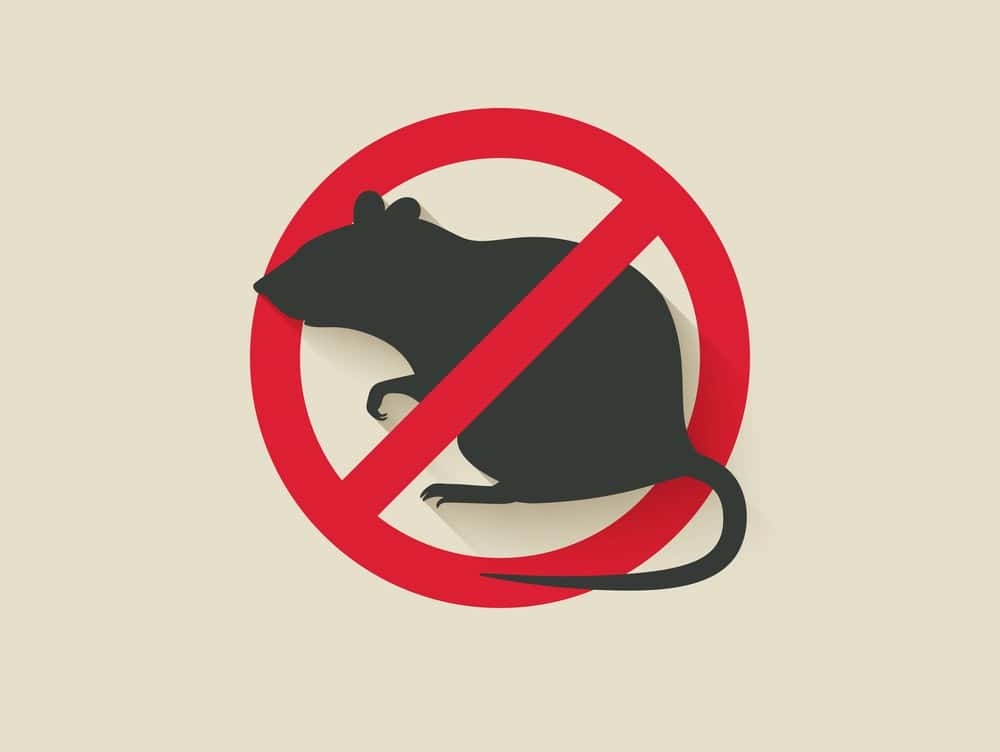 Comment réussir votre opération de dératisation en milieu urbain ? La ...